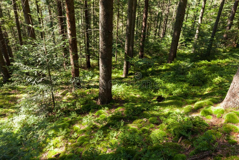 Forest Wilderness Pine Tree Background, Autumn Nature Bright Stock ...