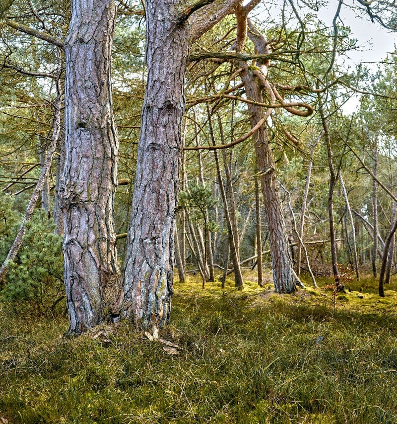 Forest Wilderness. Uncultivated Forest Wilderness in Denmark - Odde ...