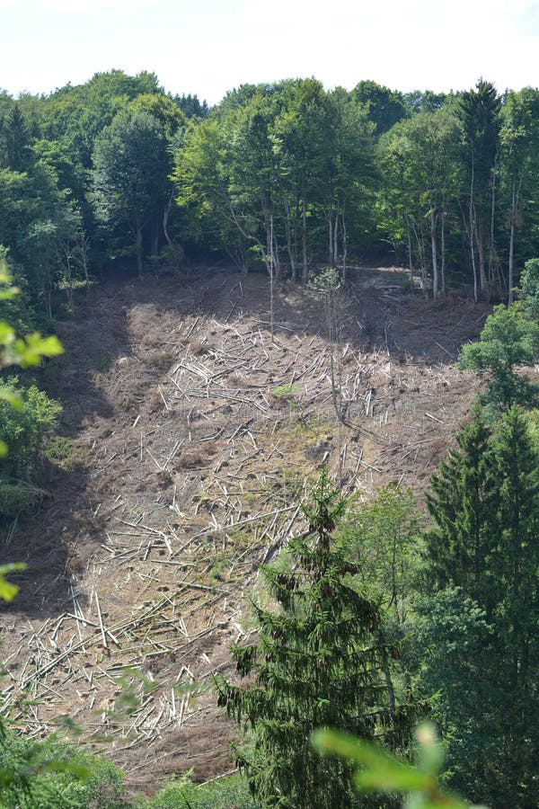 Forest with wind damage stock image. Image of climate - 96710291