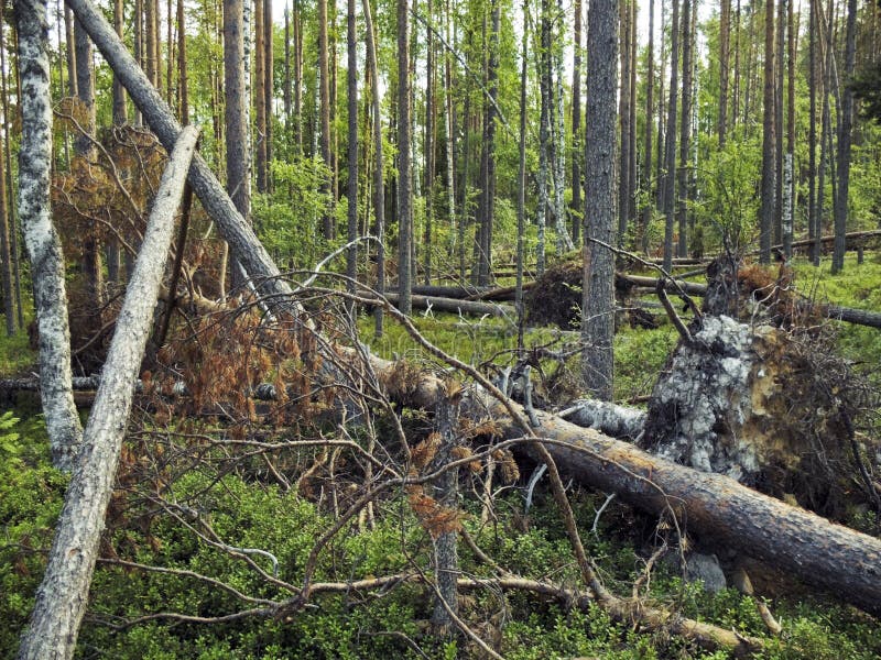 Forest windbreak stock image. Image of summer, green - 14823105