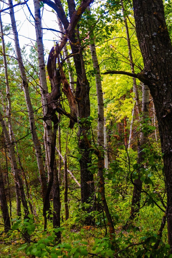 Summer in the Forest. Birch and Pine. Windbreak Stock Photo - Image of ...