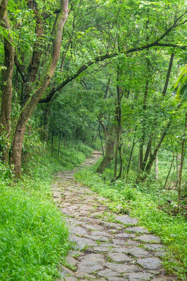 Forest winding Path stock image. Image of winding, road - 249261439