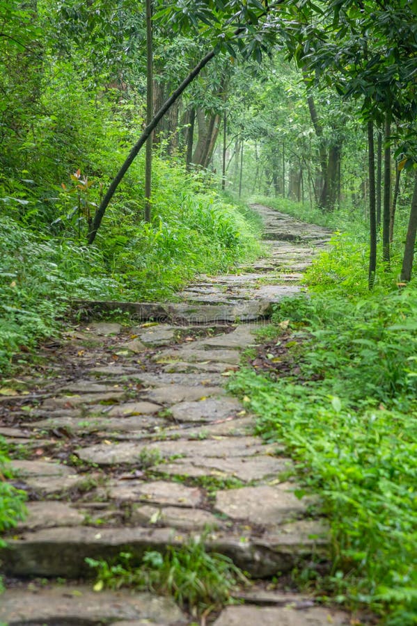 Forest winding Path stock image. Image of landscape - 249261457