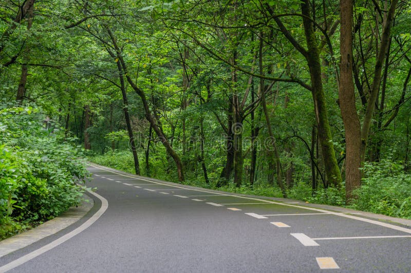 Forest Winding road stock photo. Image of clean, woods - 249262108
