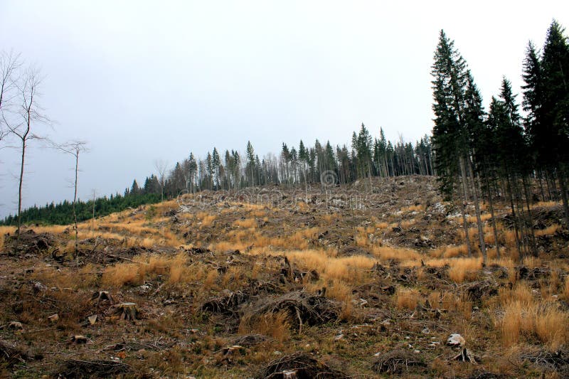 Strong Windthrow Stock Photos - Free & Royalty-Free Stock Photos from ...