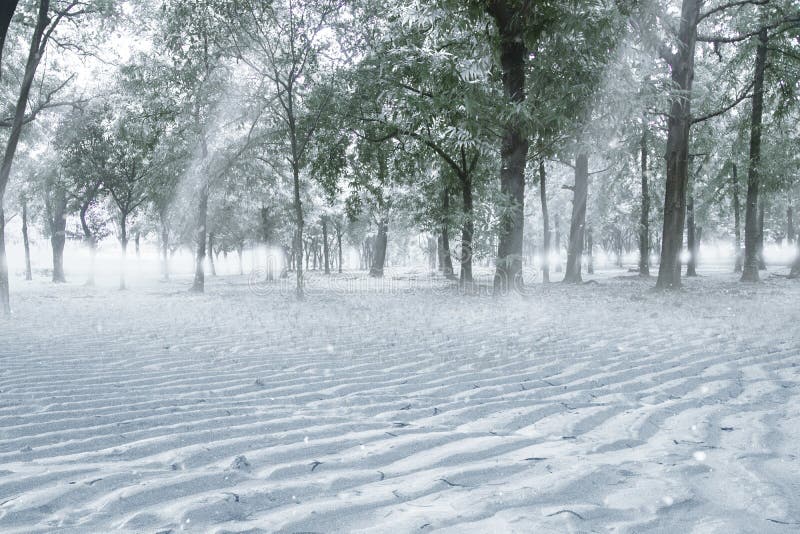 Forest with winter climate stock image. Image of nature - 192506601