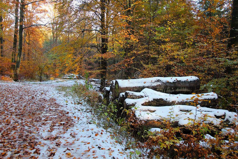 The Forest in Winter Colors Stock Photo - Image of colors, brown: 83090558