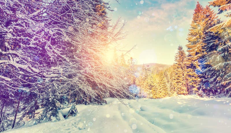 Forest in Winter Covered by Snow. Pine Trees Under Sunlight. Wintry ...