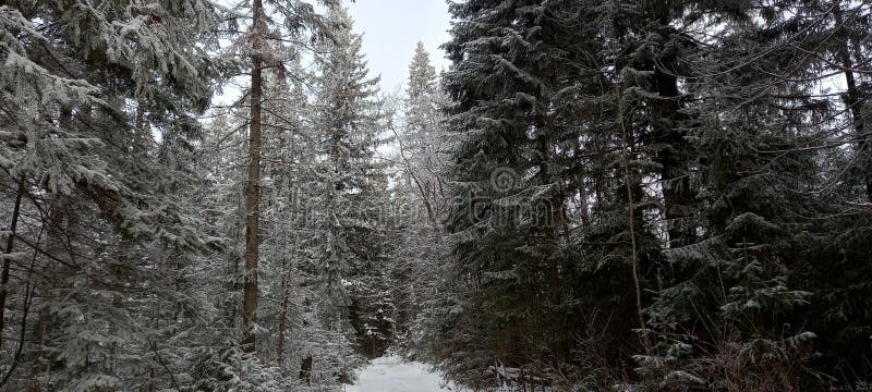 Forest, Winter, December, Snow, Cold, Trees, Trees, Winter . Stock ...