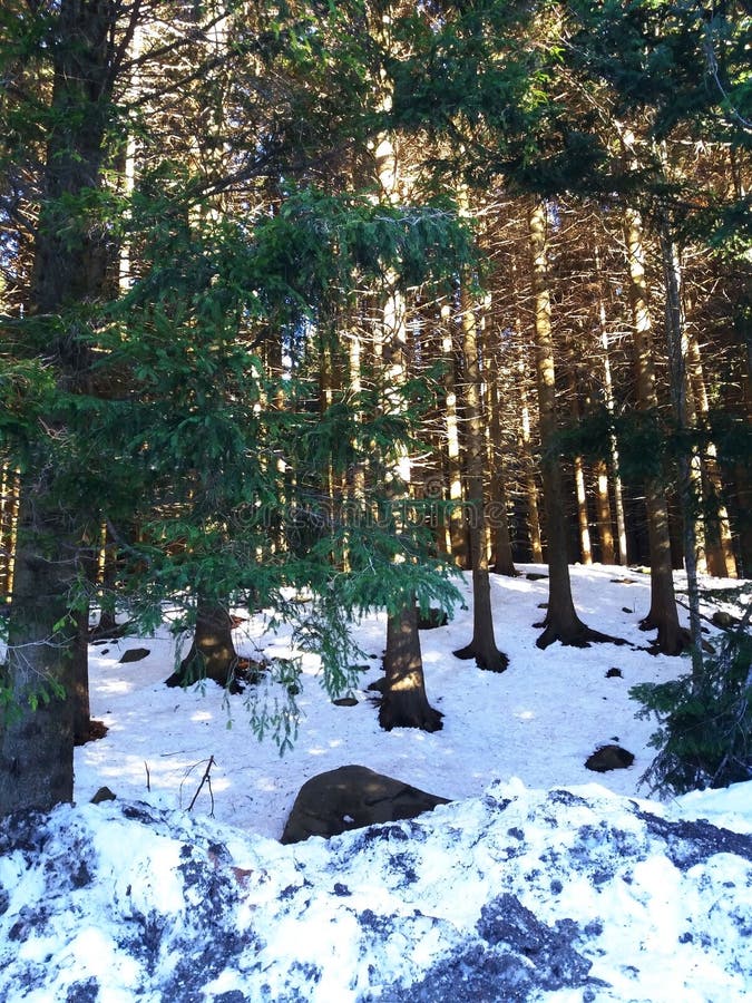 Forest in Winter. Fir Trees Forest with Sunlights and Snow Stock Photo ...