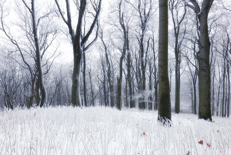 Forest in Winter with Fog and Snow Landscape Stock Image - Image of ...