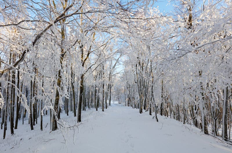 Forest in Winter with Fog and Snow Landscape Stock Photo - Image of ...
