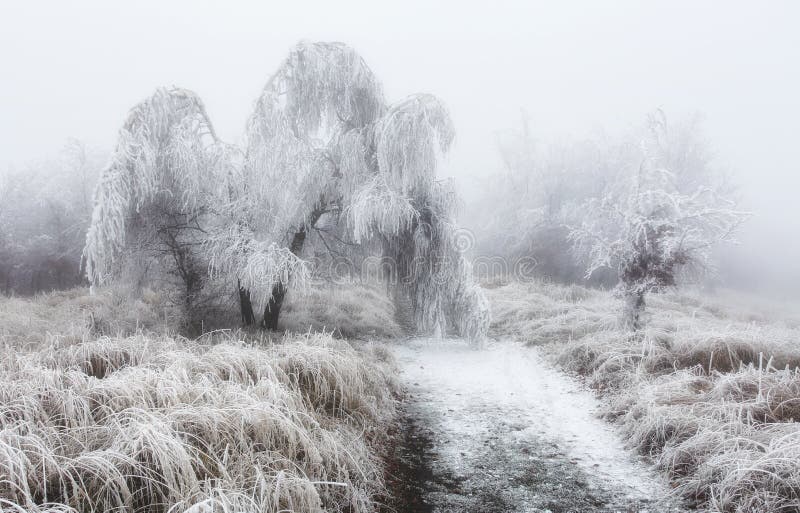 Forest in Winter with Fog and Snow Landscape Stock Photo - Image of ...