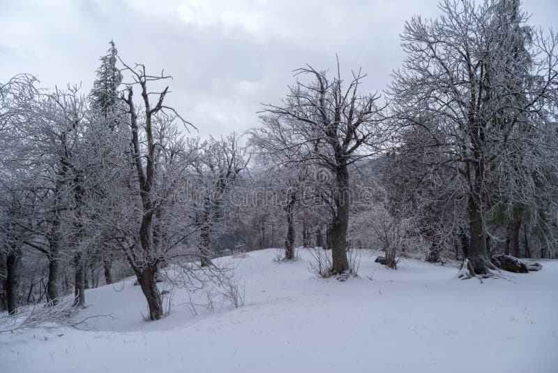 Snowy alpine forest stock image. Image of alps, people - 123310715