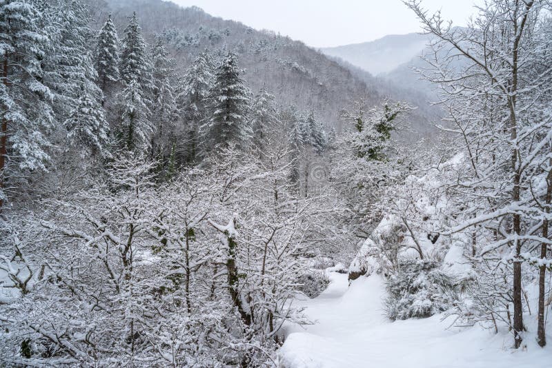Snowy alpine forest stock image. Image of nature, covered - 123311793