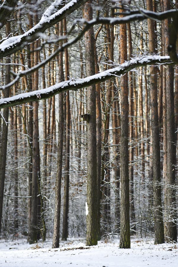 Forest Winter Landscape. Trees Covered with Snow in a Mixed Forest ...
