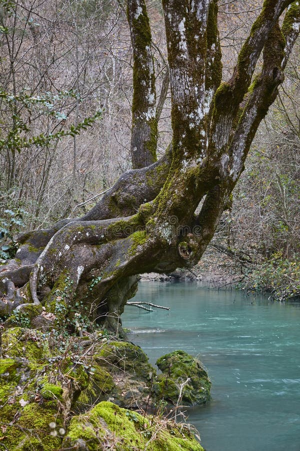 Lime Tree with Moss in a Forest. Hoz Del Beteta. Cuenca. Spain Stock ...