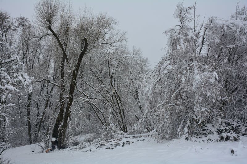 A Forest in Winter with Lots of Snow Stock Photo - Image of backgrounds ...
