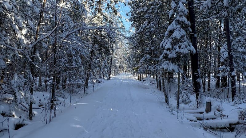 A Forest Winter Scene with Snow Stock Footage - Video of outdoors, snow ...
