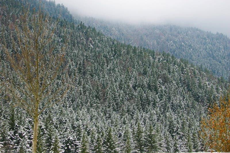 Forest winter scenes stock image. Image of mount, freeze - 11003951