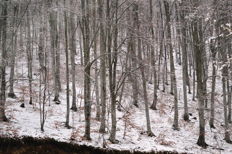 Forest in Winter in the Snow Stock Image - Image of forest, hill: 243793221