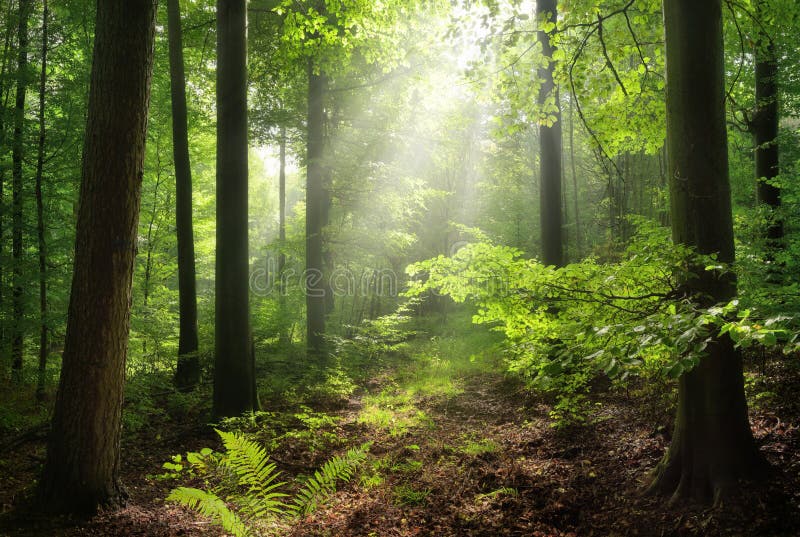Forest Wonderland with Light Rays Falling through Green Trees Stock ...