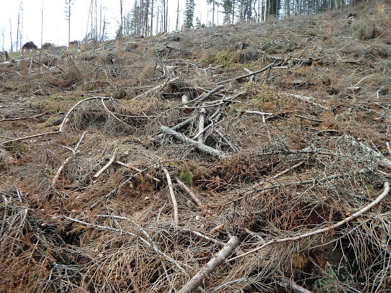 Forest after Wood Extraction Stock Photo - Image of firewood, branch ...