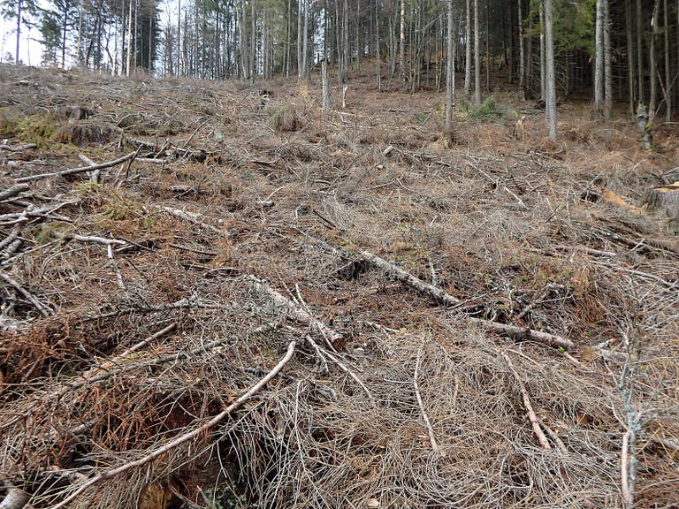 Forest after Wood Extraction Stock Photo - Image of forest, timber ...