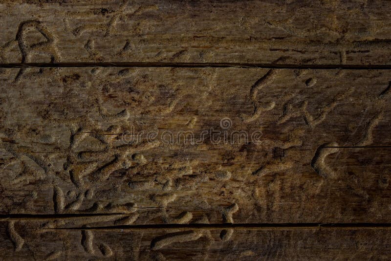 Forest Wood Texture without Bark Close-up with Natural Patterns Stock ...
