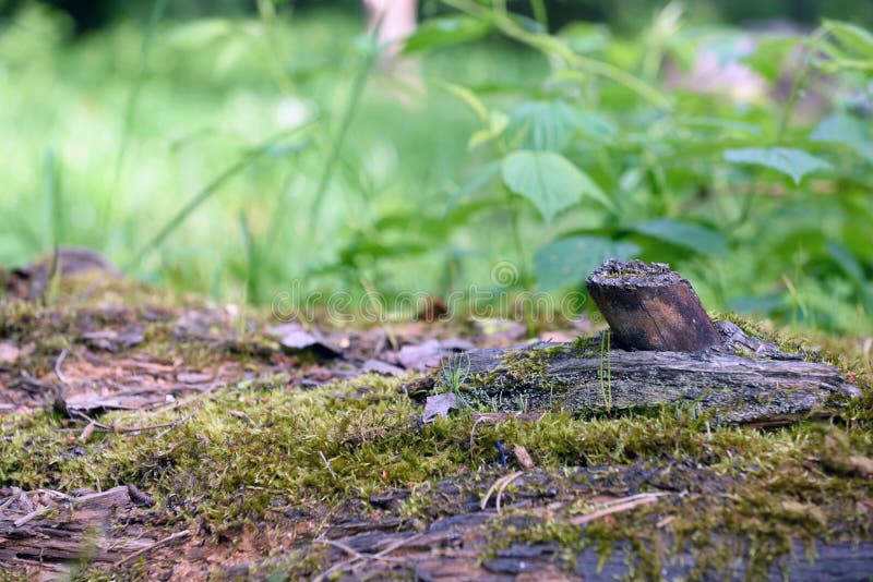 Forest wood texture stock photo. Image of grain, rustic - 73324994