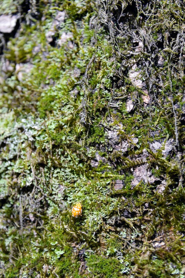 Forest wood texture stock photo. Image of grain, dark - 73325452