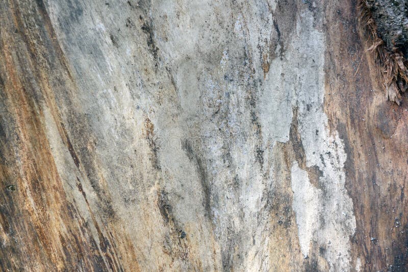 Forest wood texture stock image. Image of structure, grain - 73325741