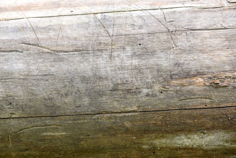 Forest wood texture stock photo. Image of macro, rustic - 73329690