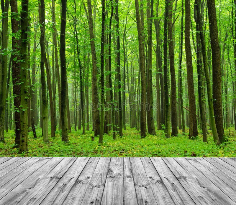 Forest stock photo. Image of home, path, fence, brown - 33729352