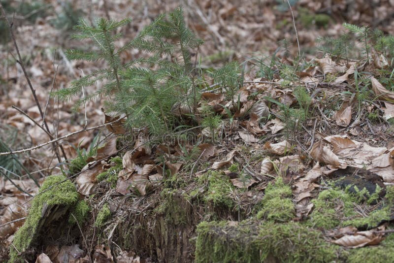 Forest,wood,and Timber are Part of an Produktion Stock Photo - Image of ...