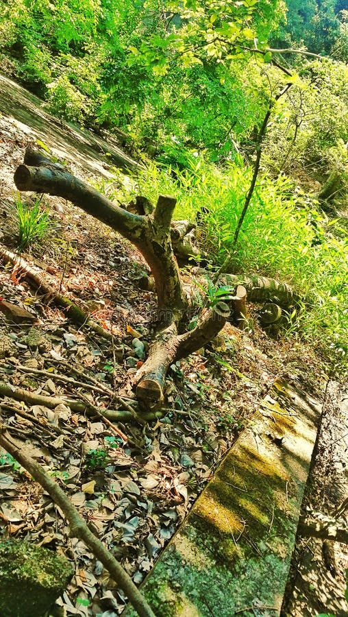 Forest Wood Trees Hill Oldtree Stock Photo - Image of forest, tree ...