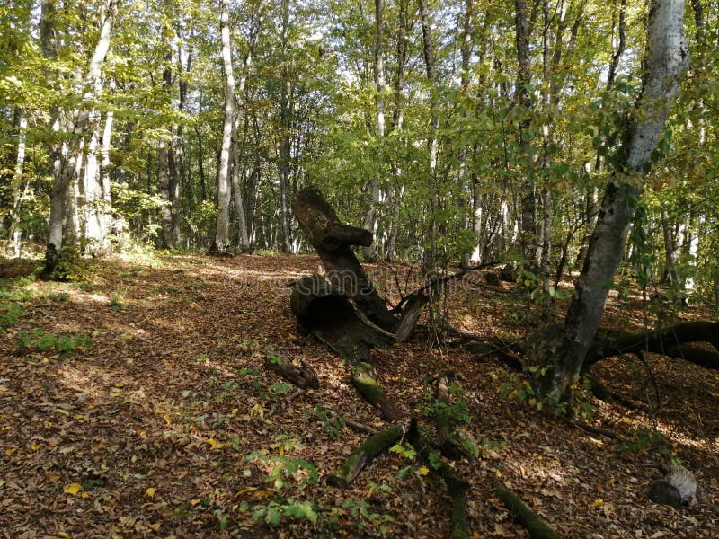Forest stock photo. Image of autumn, wood, forest, thicket - 160932176