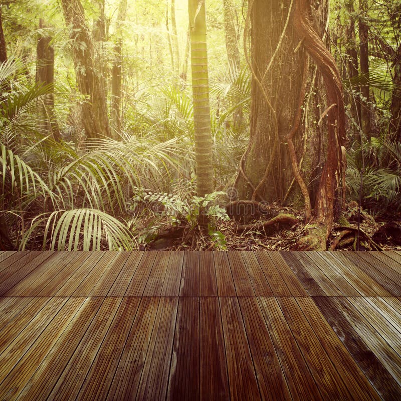 Forest stock photo. Image of wilderness, floor, climate - 41286912