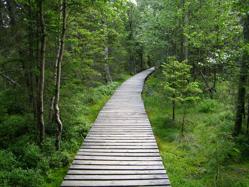 Forest wooden path stock image. Image of board, environment - 77658817