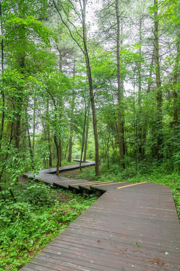 Forest wooden Path stock image. Image of wood, wooden - 249261619