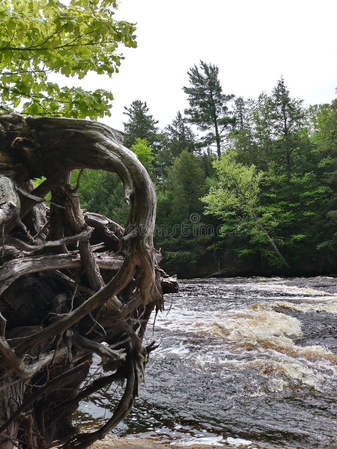 RiverNorth Trunks Leaves Forest Woods Tree Branches Stock Image - Image ...