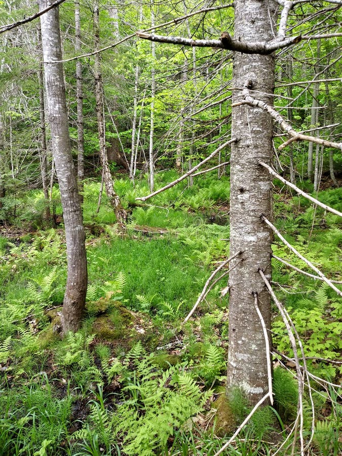 North Trunks Leaves Forest Woods Tree Branches Stock Photo - Image of ...