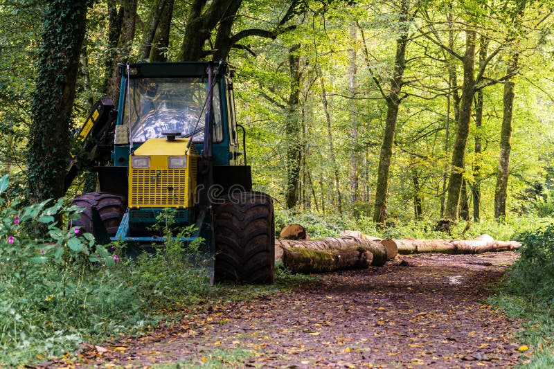 Forest work stock photo. Image of harvesting, stem, deforestation ...