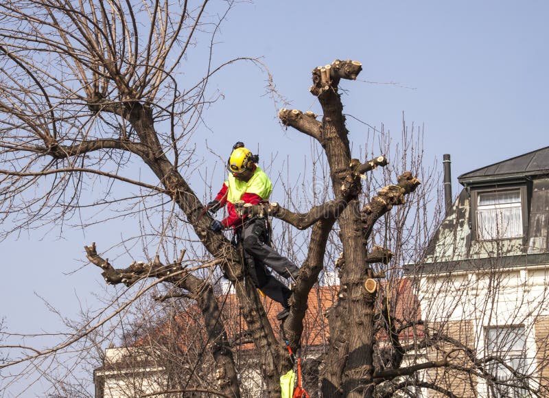 Forest Worker Cropping a Tree Editorial Photo - Image of city, bridge ...