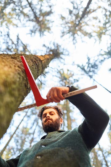 127 Caliper Tree Stock Photos - Free & Royalty-Free Stock Photos from ...