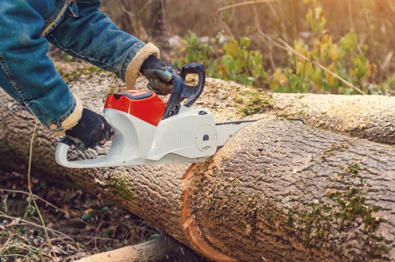 Forest Worker Sawing Large Fallen Tree with Electric Chainsaw Stock ...