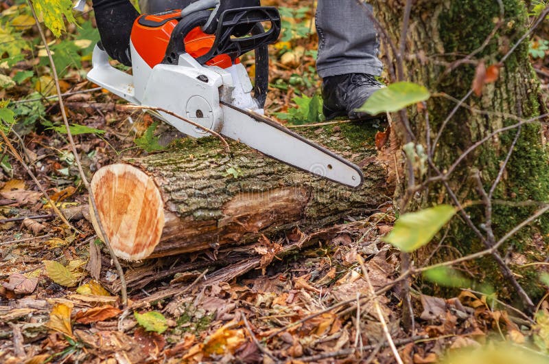 Forest Worker Slicing a Tree Trunk with Chainsaw Stock Image - Image of ...