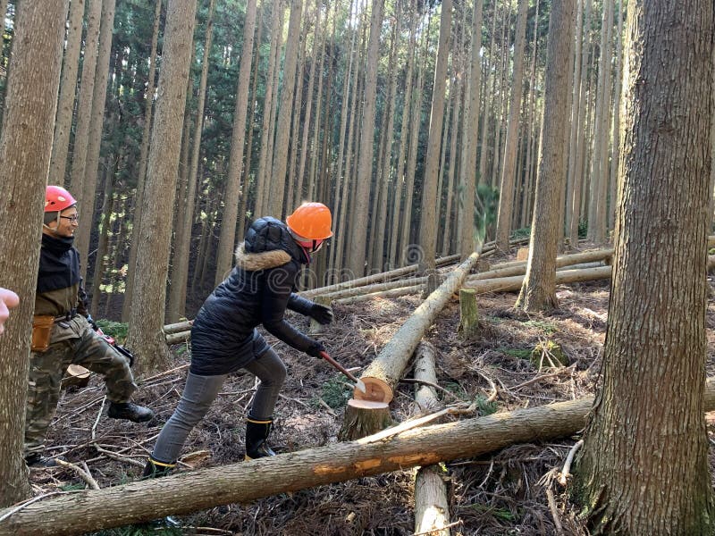 Forest Workers In Nursery_2 Editorial Image - Image of forest, nursery ...