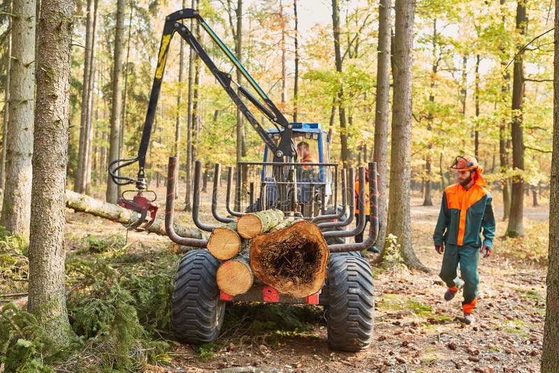 Two Forest Workers Carry Tree Trunk at Wood Harvest Stock Photo - Image ...