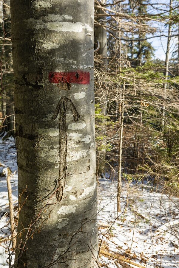 Forest Workers Marks on Beech Bark Marking the Boundaries of the ...